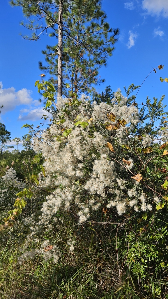 groundsel tree from Alafaya, FL 32826, USA on December 04, 2024 at 03: ...