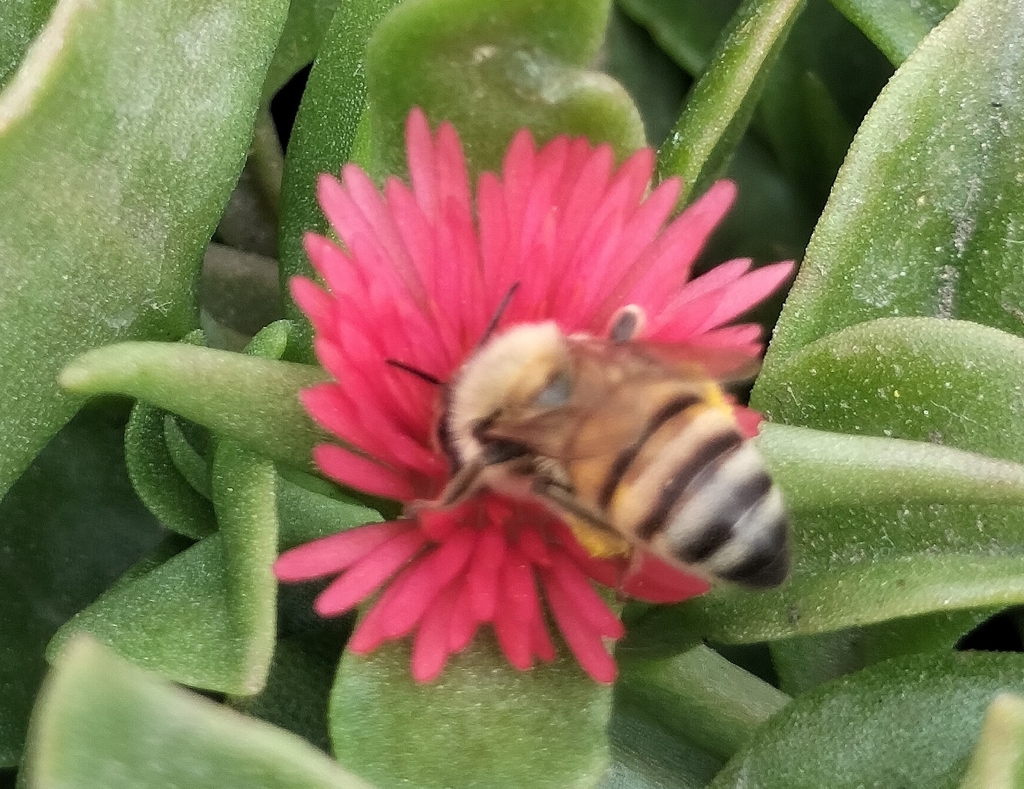 Western Honey Bee from Q2GF+C73 UCSUR Campus Villa II, Chorrillos 15067 ...