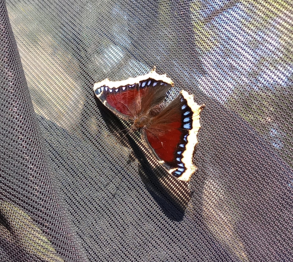 Mourning Cloak by Diana Lizbeth Aguirre Magallanes · iNaturalist