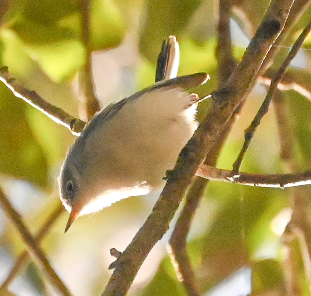 Blue-gray Gnatcatcher from Sunrise, FL, USA on December 4, 2024 at 08: ...