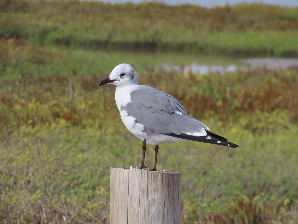 Laughing Gull from Portland, TX, USA on December 4, 2024 at 01:38 PM by ...