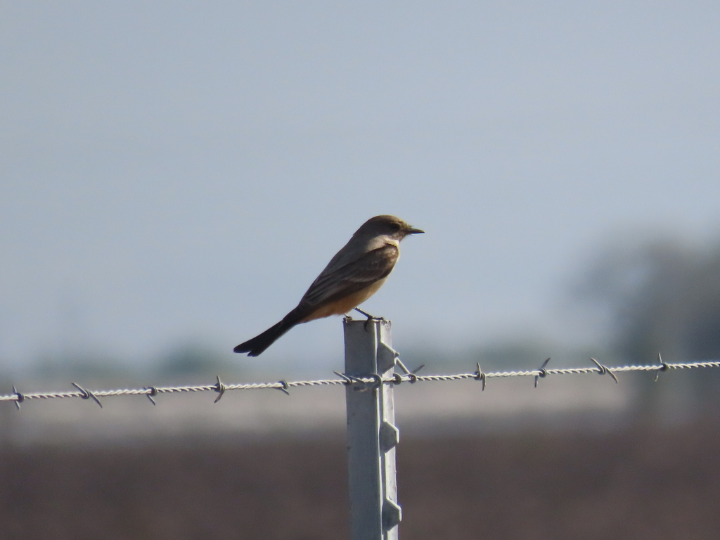 Say's Phoebe from Nueces County, TX, USA on December 4, 2024 at 02:44 ...