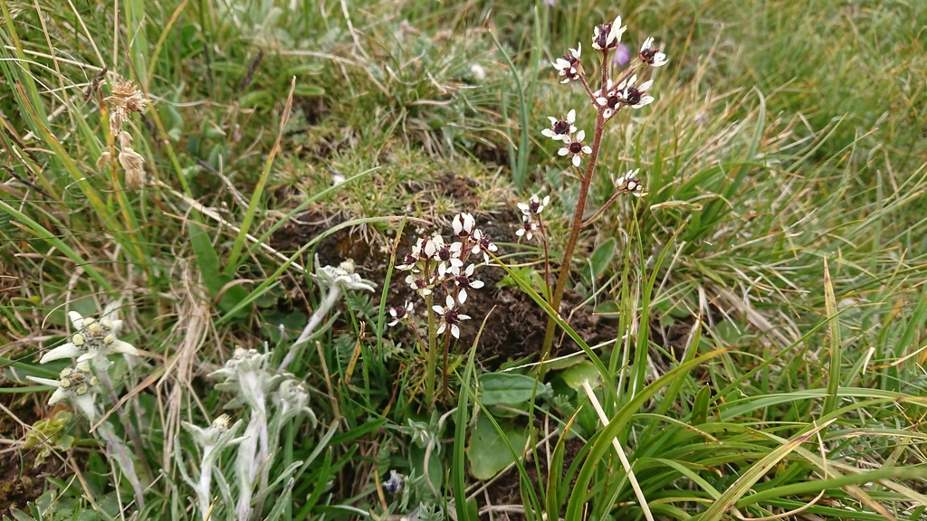 saxifrage family from Haibei Tibetan, CN-QH, CN on July 20, 2019 at 04: ...