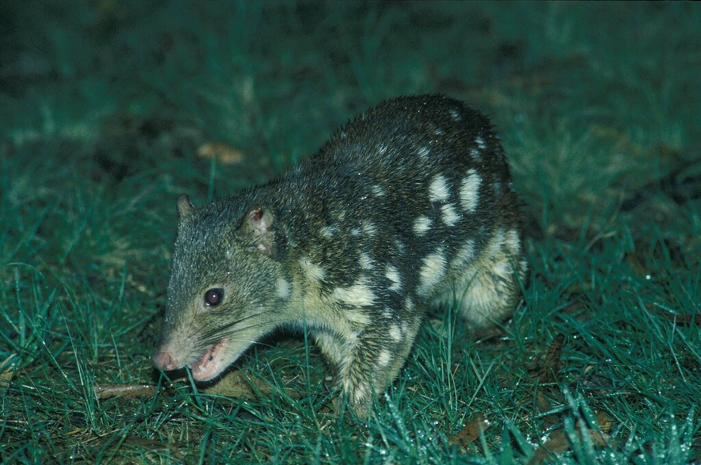 Spotted-tailed Quoll from Point Lookout, Ebor NSW 2453, Australia on ...