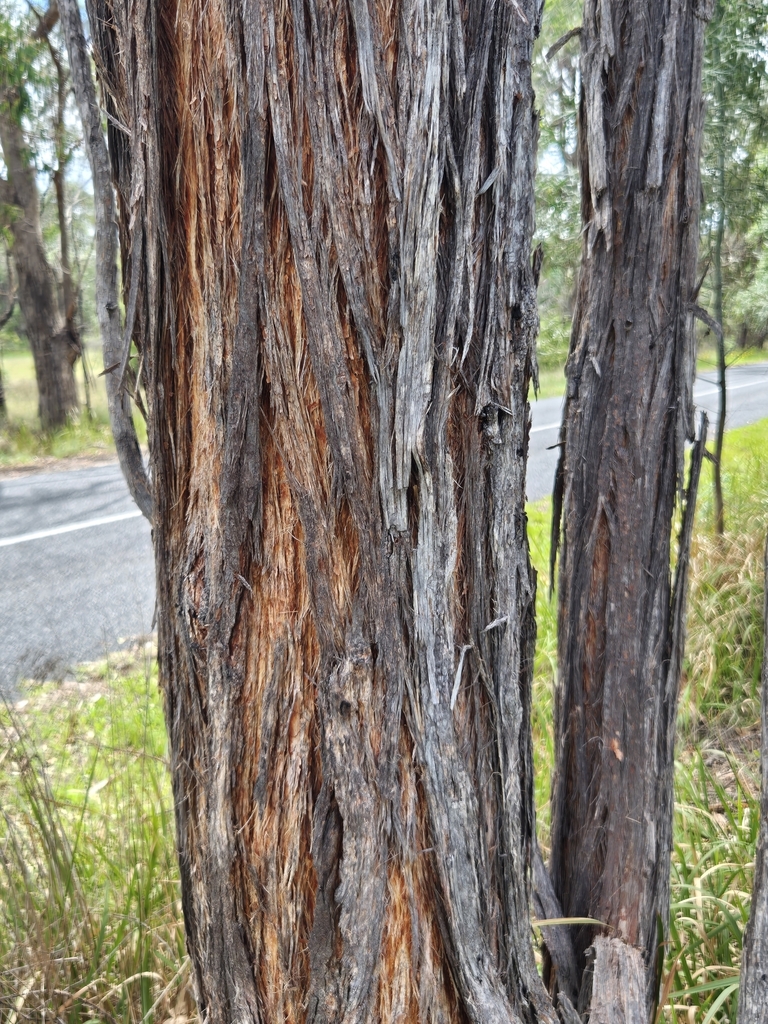 Youman's Stringybark from Eukey QLD 4380, Australia on December 5, 2024 ...