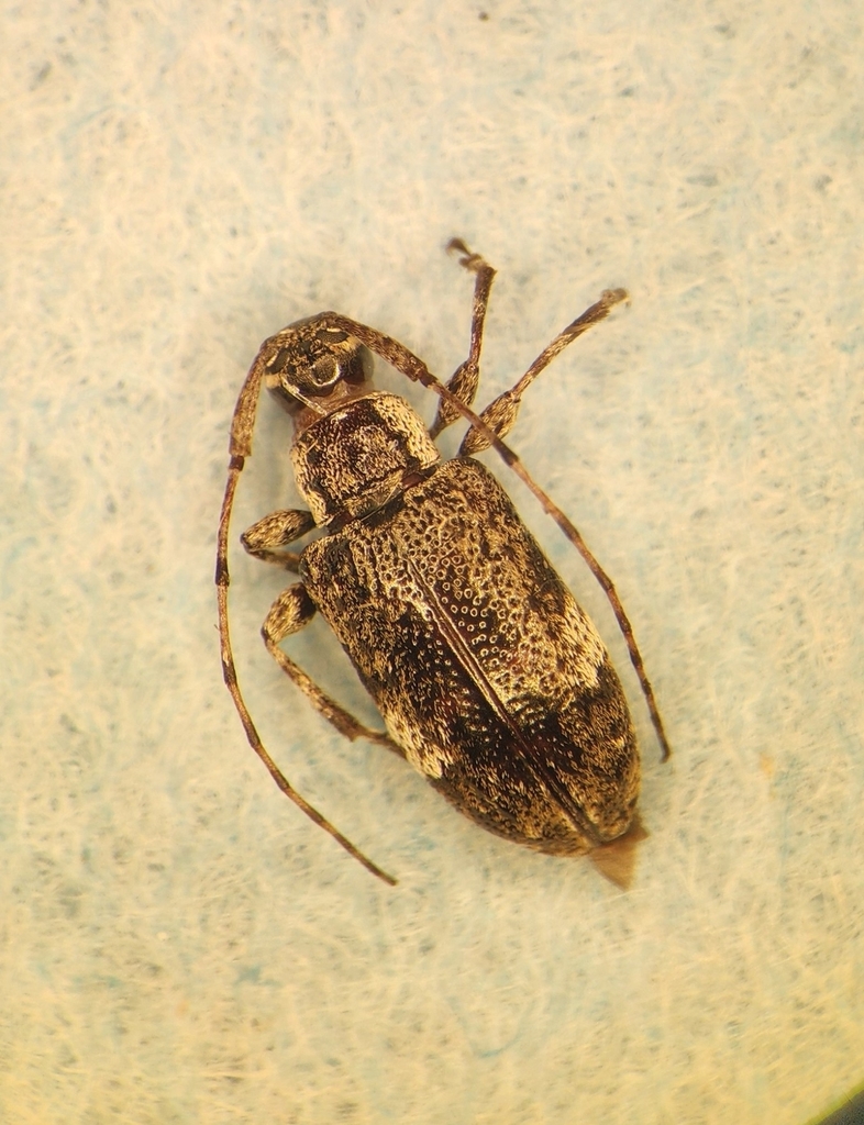 Spotted Long-horned Beetle from Russell, WI, USA on July 31, 2024 by ...