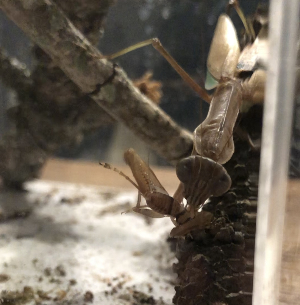 Chinese Mantis from University of Florida, Gainesville, FL, US on ...