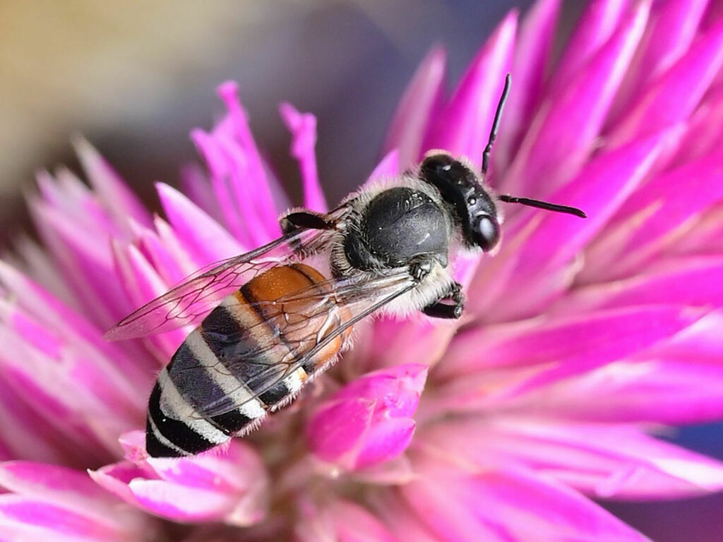 Red Dwarf Honey Bee from 中国云南省西双版纳傣族自治州勐腊县 on December 03, 2024 at 02: ...