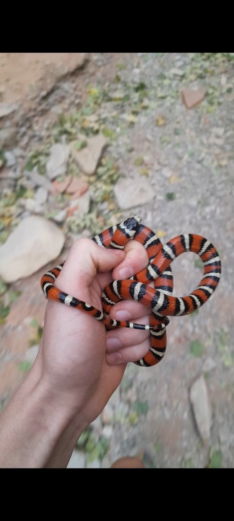 Arizona Mountain Kingsnake from Spring Creek Canyon Trail, Kanarraville ...