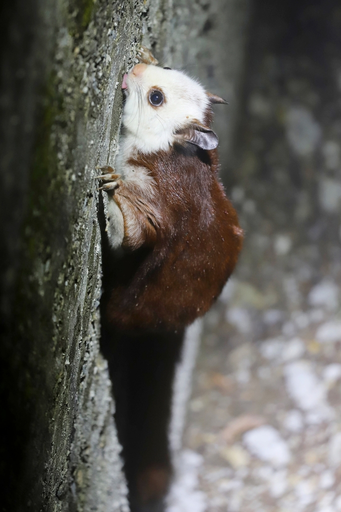 Taiwan Red-and-white Giant Flying Squirrel from 424台灣台中市和平區 on April 4 ...
