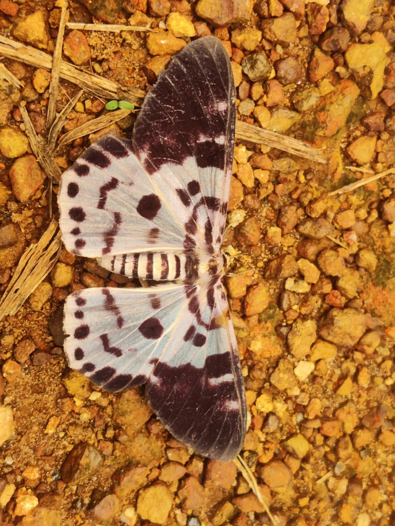 False Tiger Moths from 93V4+V86, Panayal, Kerala 671316, India on ...