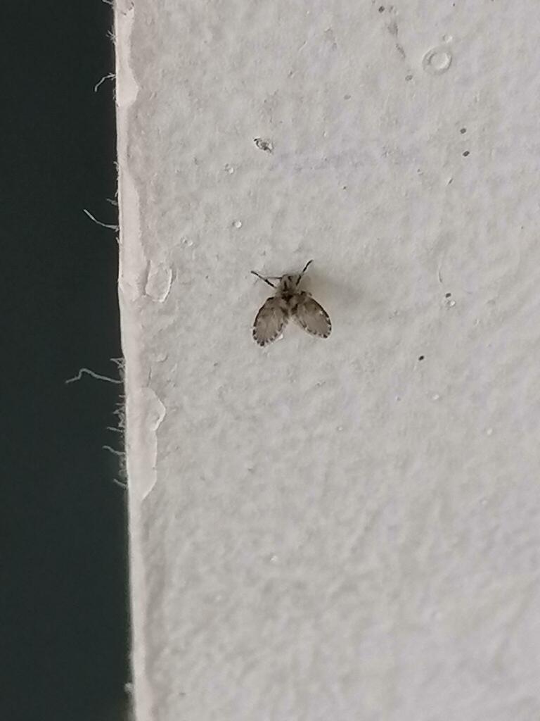 Bathroom Moth Fly from El Besòs i el Maresme, Sant Martí, Barcelona ...