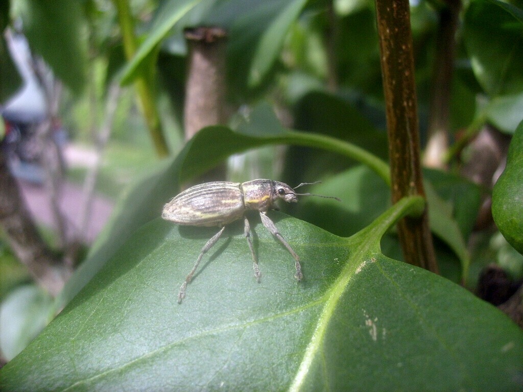South American Fruit Tree Weevil from Lobos, Provincia de Buenos Aires ...