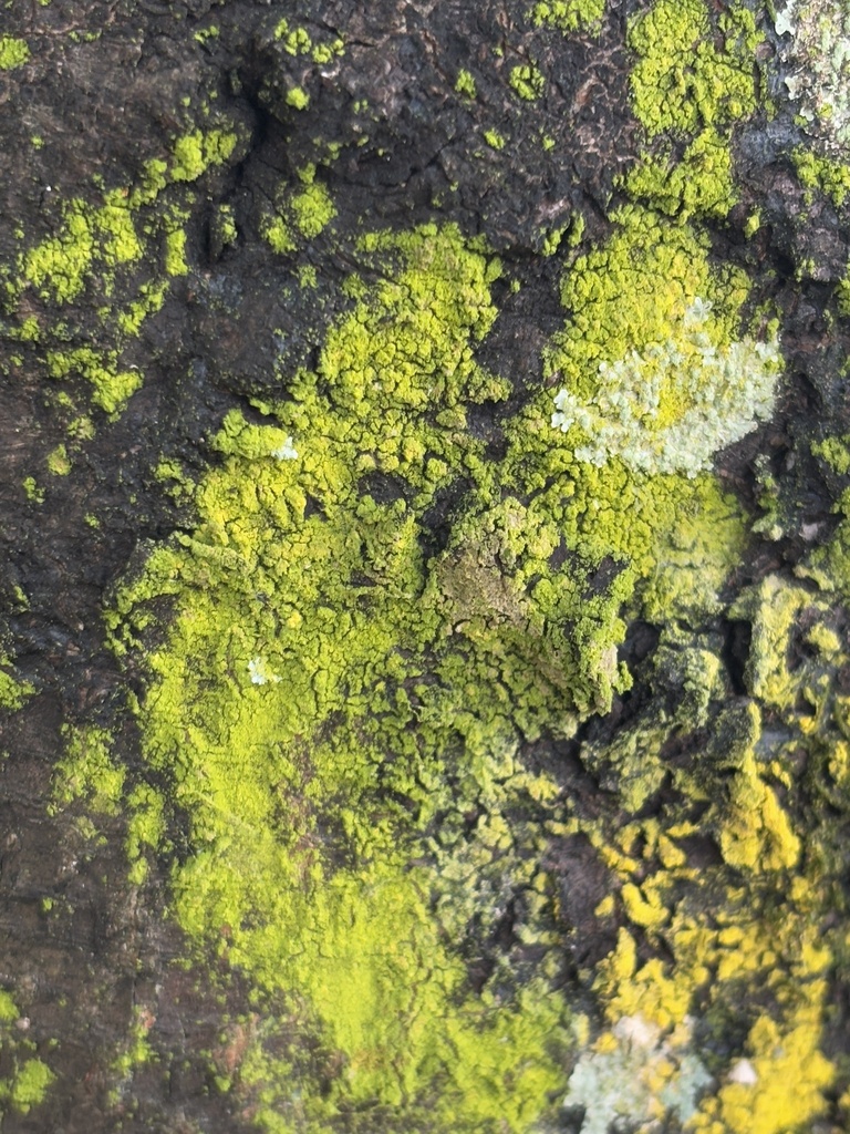 Powdery Goldspeck from National Science Complex Amphitheater, Quezon ...