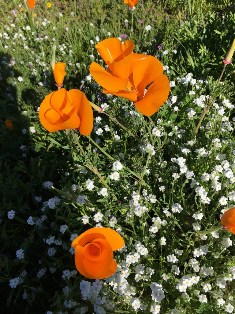 California poppy from Kabian Park, Riverside County, US-CA, US on March ...