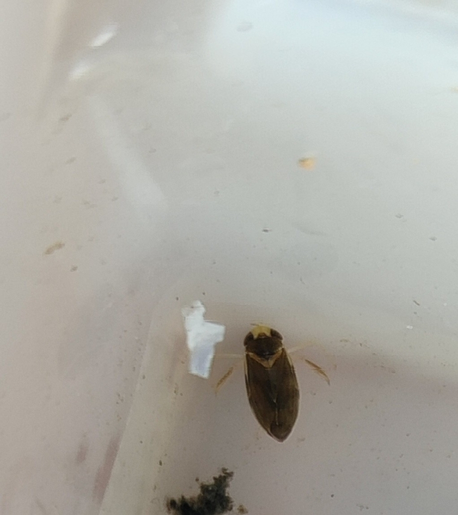 Micronecta from Hawaan, Blackburn, 4319, South Africa on December 2 ...