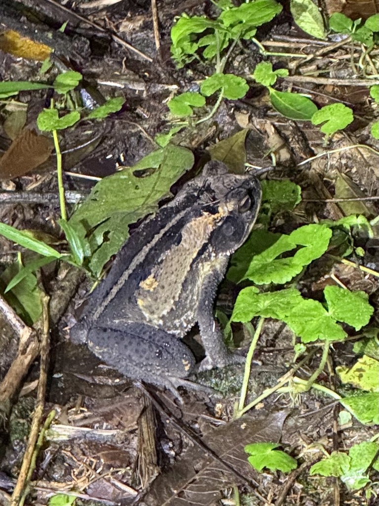 Wet Forest Toad from Arenal Volcano National Park, San Carlos, Alajuela ...