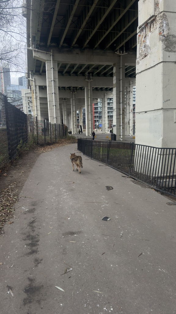 Coyote from Gardiner Expressway W, Toronto, ON, CA on December 5, 2024 ...