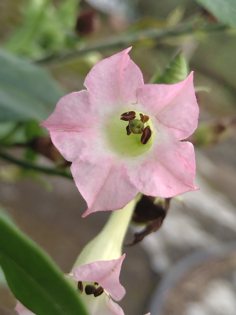 Cultivated tobacco from Archidona, EC-NA, EC on December 5, 2024 at 08: ...