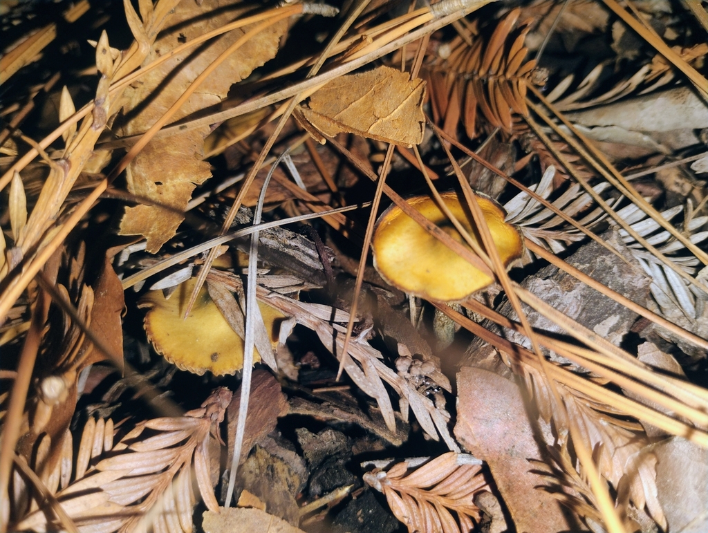 Psilocybe allenii from Civic Center, Mountain View, CA 94041, USA on ...