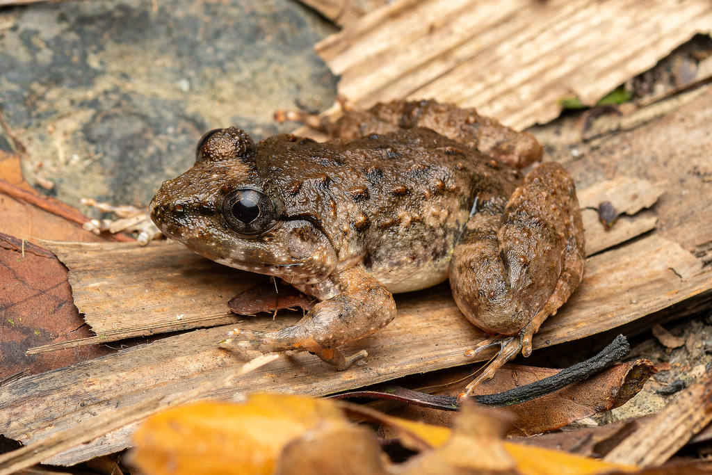 Capped Frog in November 2024 by Andaman Kaosung · iNaturalist