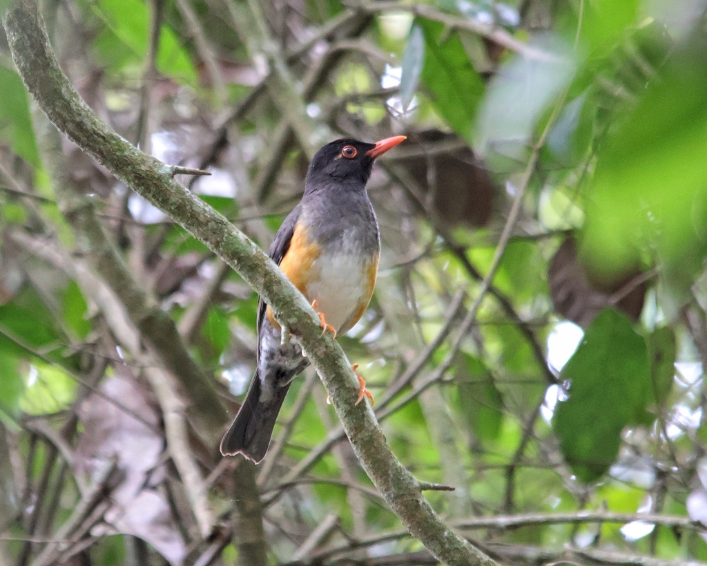 Taita Thrush in September 2023 by Mustafa Adamjee · iNaturalist