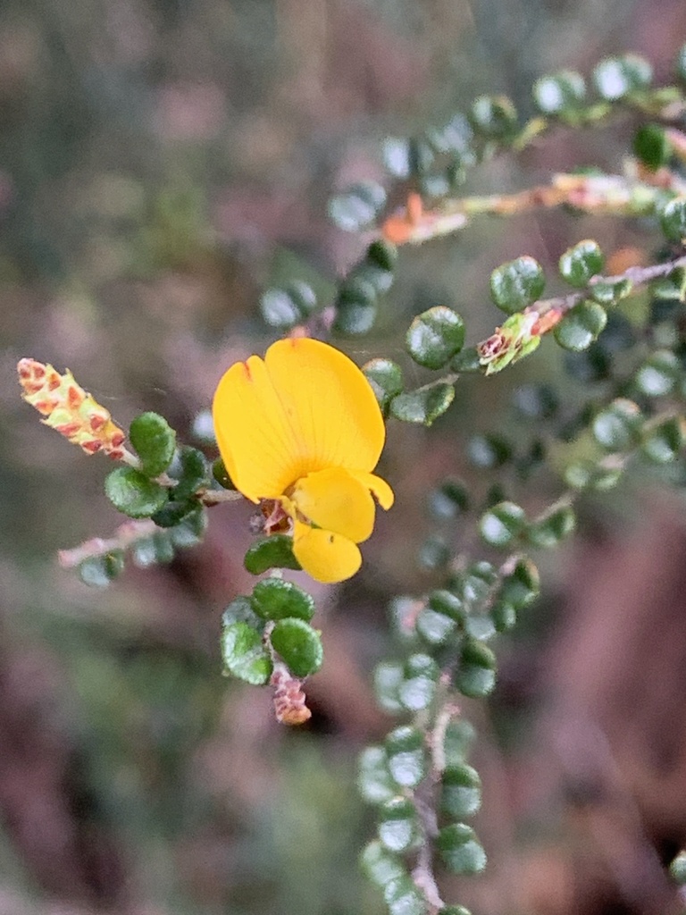 Bossiaea sericea from Mount Buffalo National Park, Mount Buffalo, VIC ...