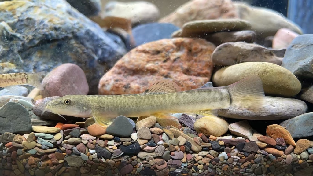 Homatula wujiangensis in October 2022 by caloteswangi_fung · iNaturalist