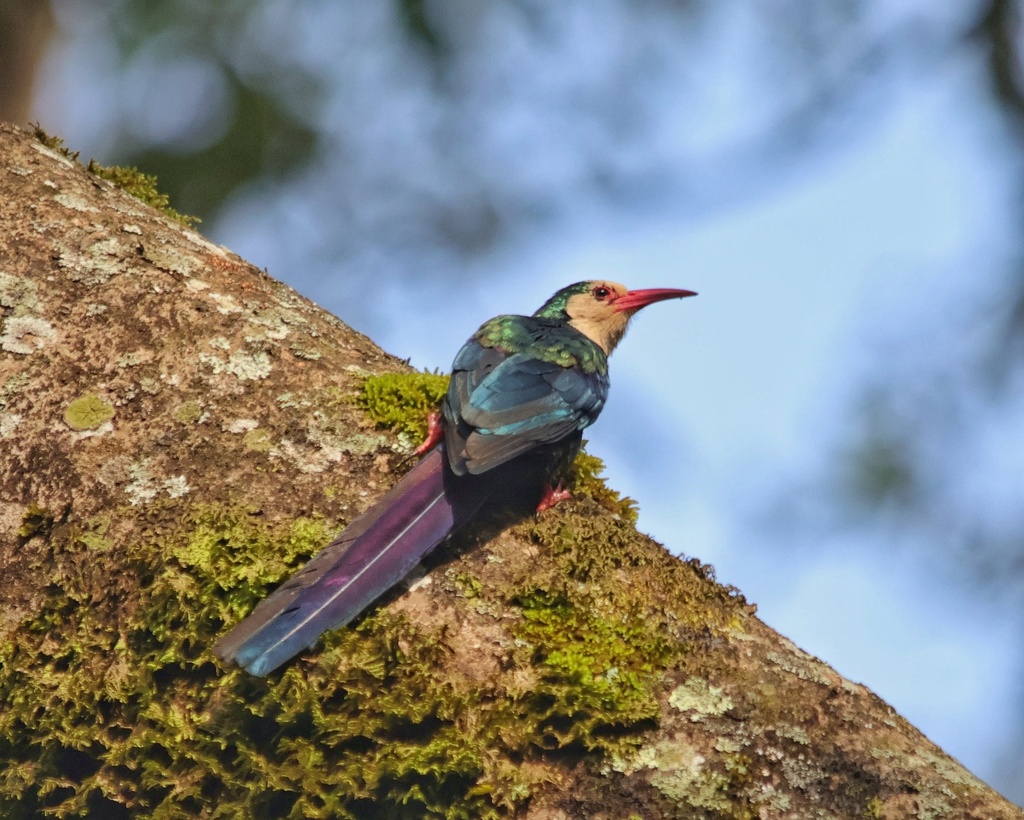White-headed Woodhoopoe (Phoeniculus bollei) - Avian Discovery