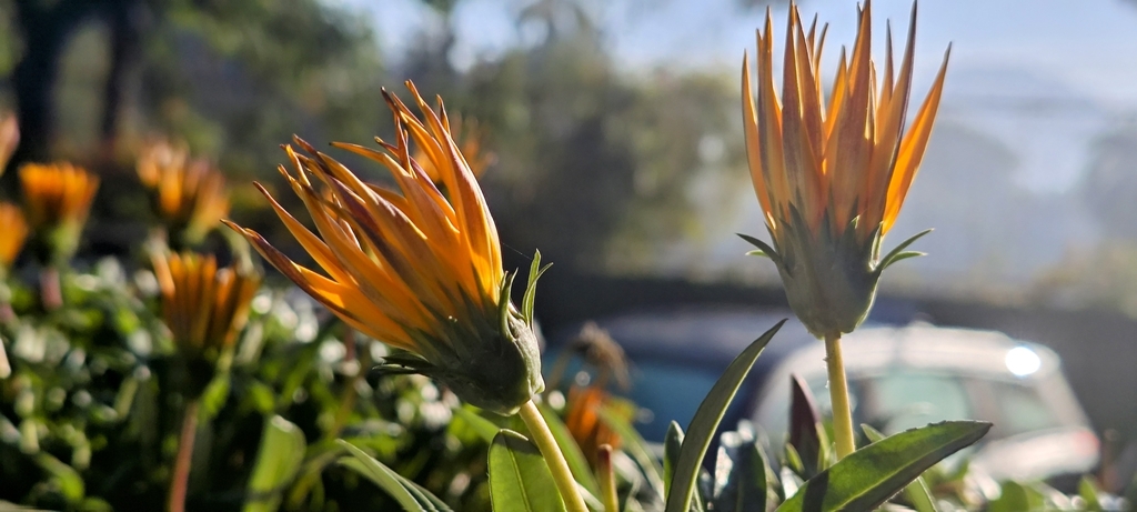 Trailing Treasureflower from HPP9+23M, Mount Abu, Rajasthan 307501 ...