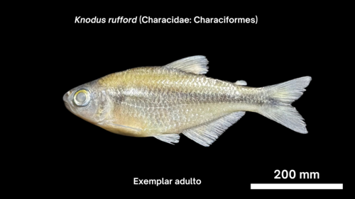 Knodus rufford · iNaturalist