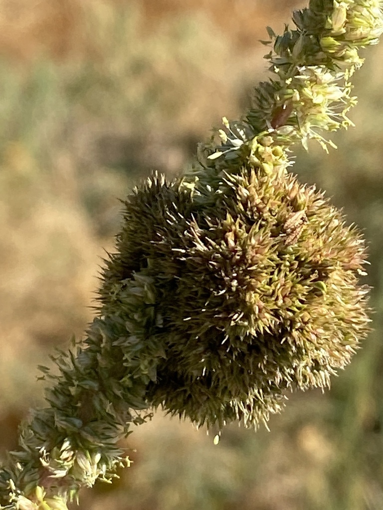 Gall and Forest Midges from South Mountain Village, Phoenix, AZ, USA on ...