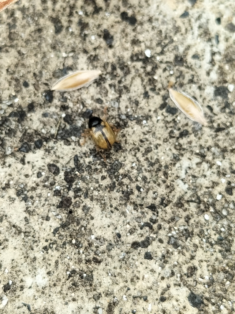 Pagria ussuriensis from 日本、〒525-0058 滋賀県草津市野路東 on October 12, 2021 at ...