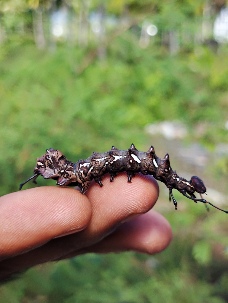 Stauropus from Harur, Dharmapuri, Tamil Nadu, IN on December 6, 2024 at ...