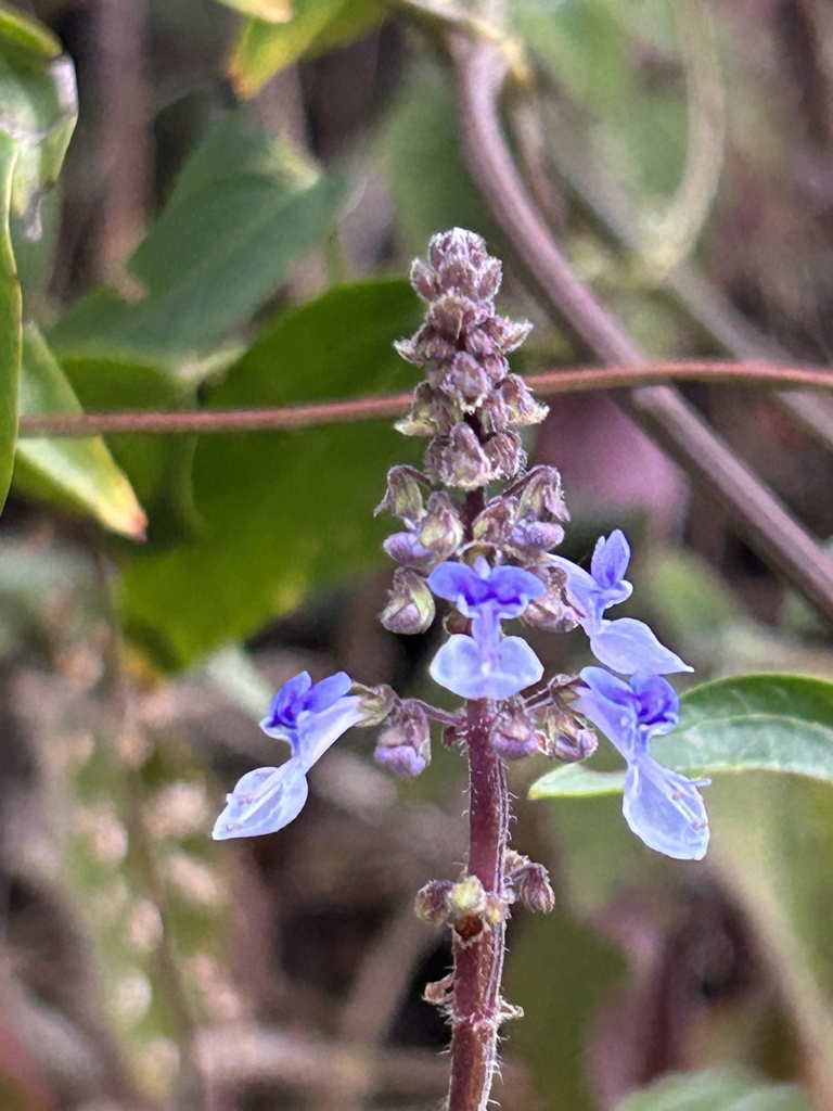 Hullworts from Croajingolong National Park, Wingan River, VIC, AU on ...