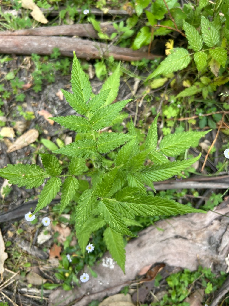 dicots from Croajingolong National Park, Wingan River, VIC, AU on ...