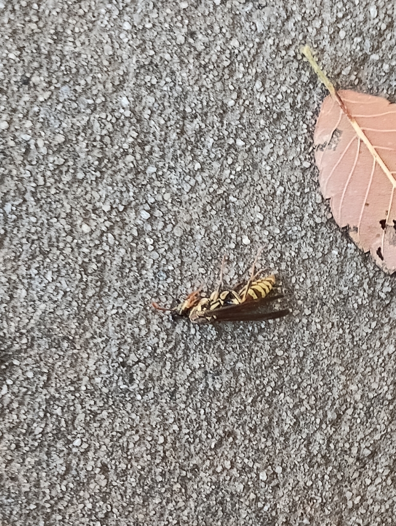 Paper Wasps from Efird Archives Building, Wingate, NC 28174, USA on ...