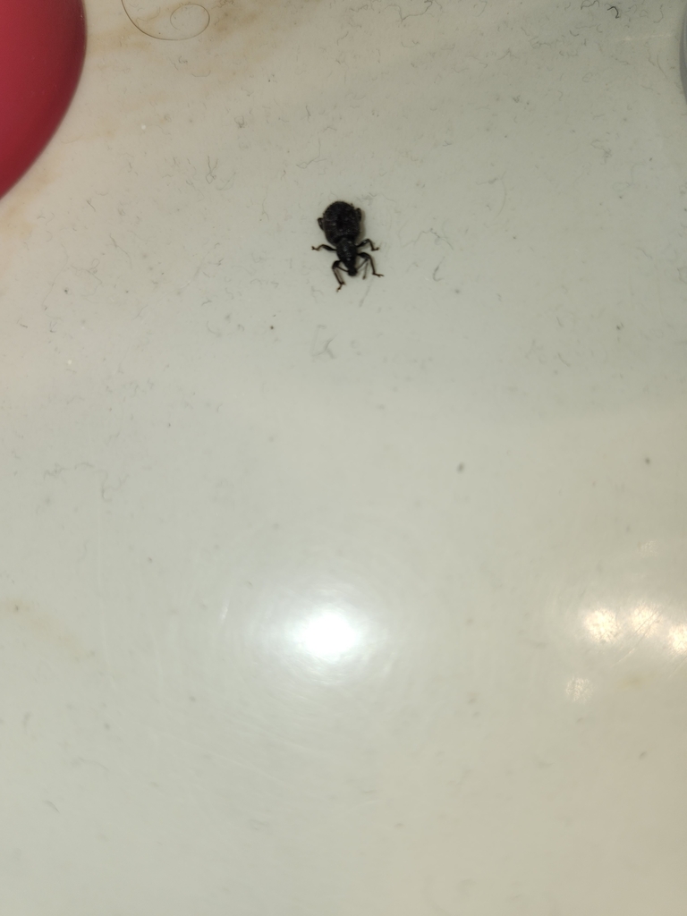 Lilac Root Weevil from Greenwood, NS B0P 1N0, Canada on November 28 ...