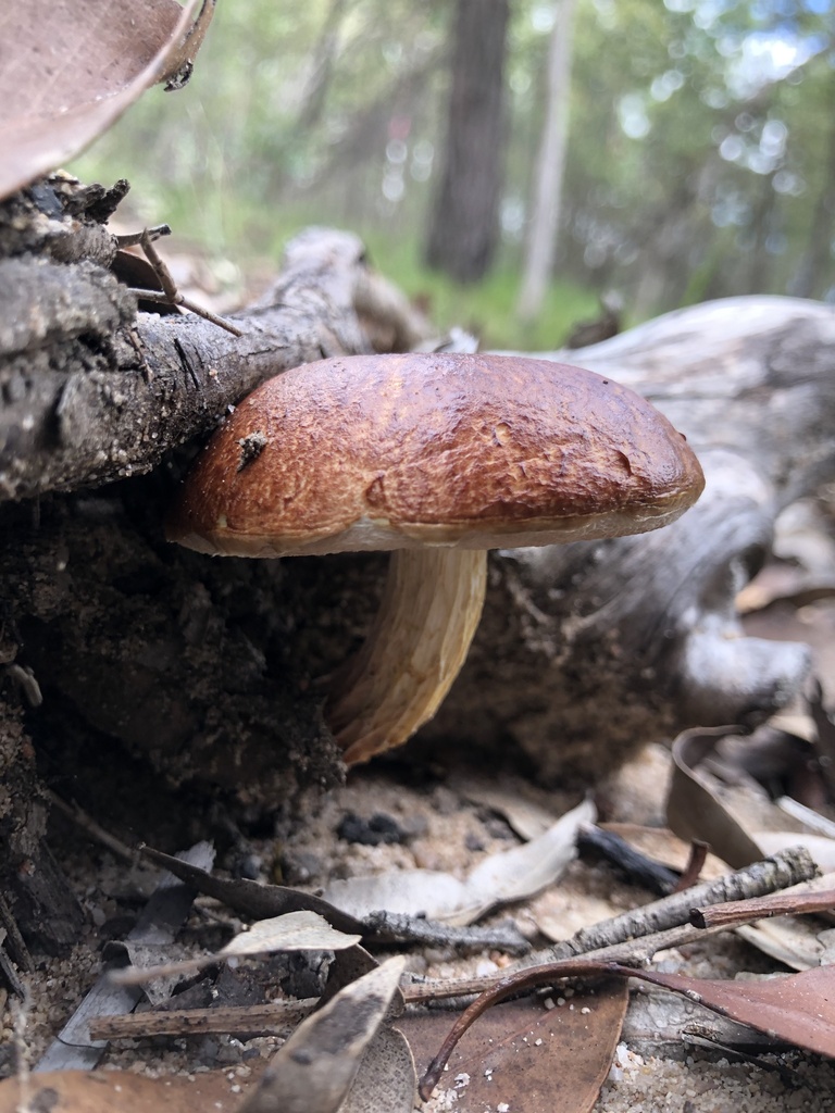 Austroboletus from Springfield, QLD, AU on March 1, 2024 at 09:54 AM by ...