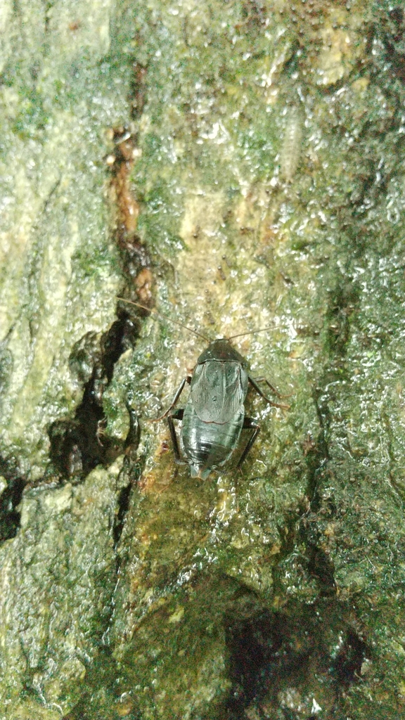 Japanese Cockroach from 日本、岩手県一関市山目 on July 28, 2024 at 11:10 AM by M ...