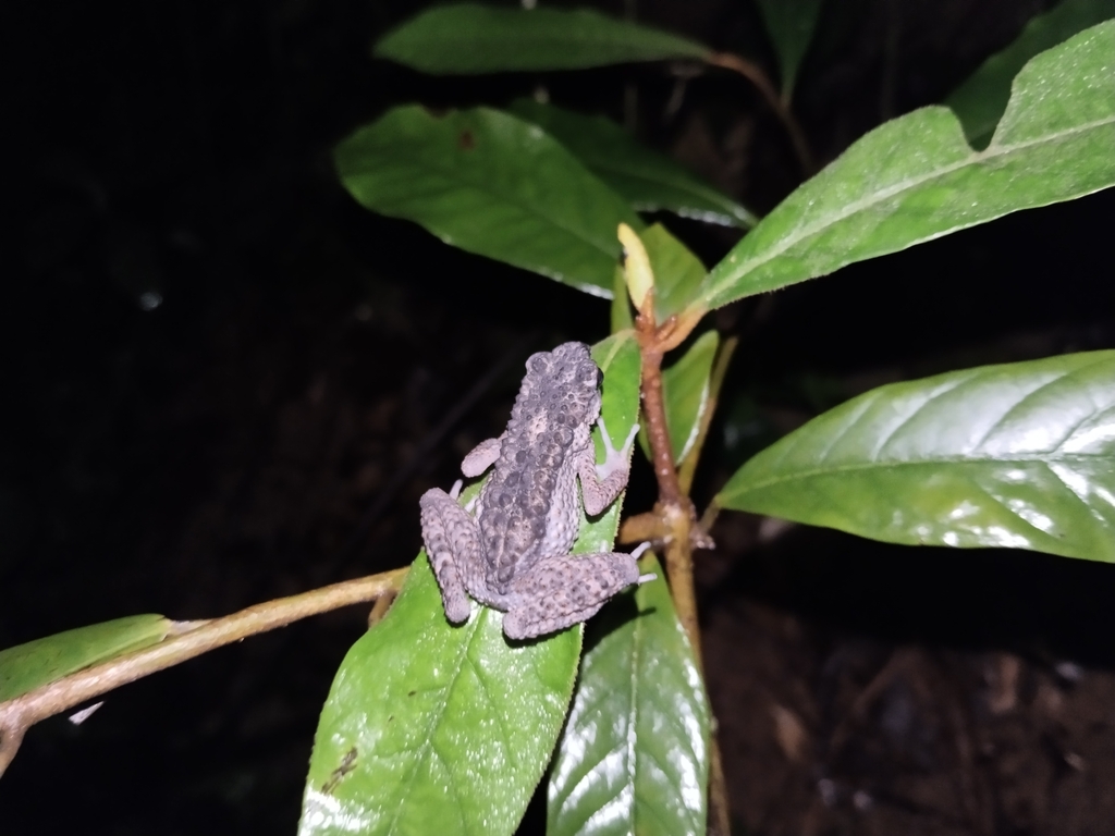 Spiny Slender Toad from Bagak Sahwa, Kec. Singkawang Tim., Kota ...