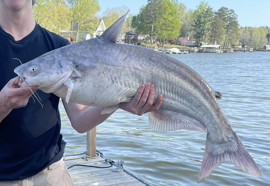 Blue Catfish from High Rock Lake, North Carolina, USA on November 15 ...