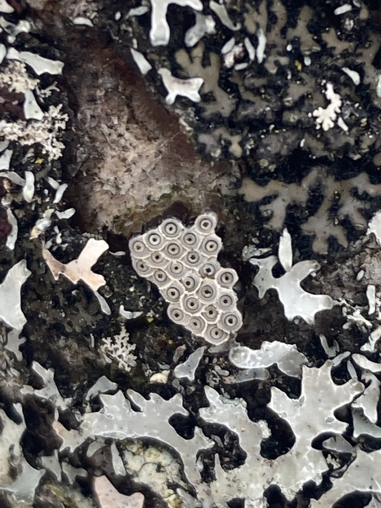 Butterflies and Moths from Simcoe County, ON, Canada on March 13, 2022 ...