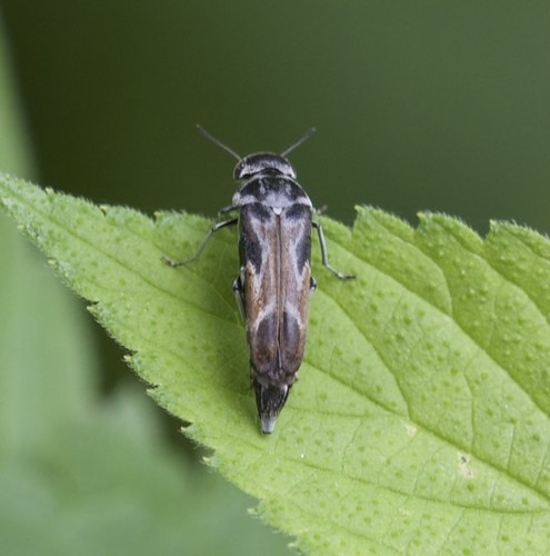 Arkansas Beetles, mayfly1963 · iNaturalist