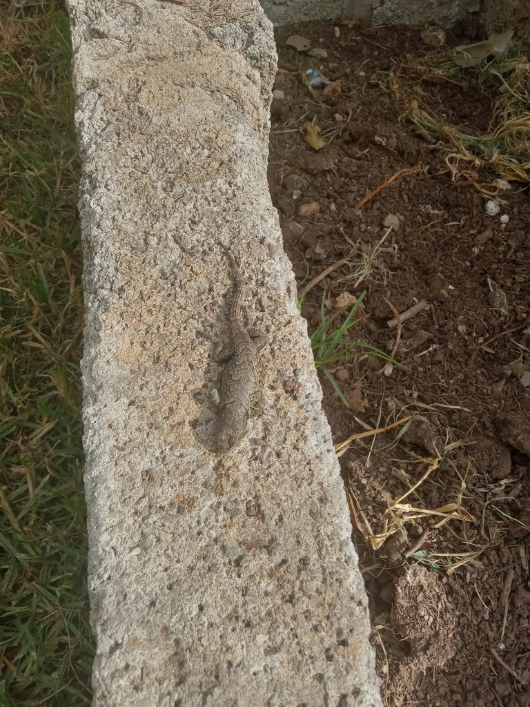Spiny Lizards on December 7, 2024 at 02:24 PM by Aime Soto Esquivel ...