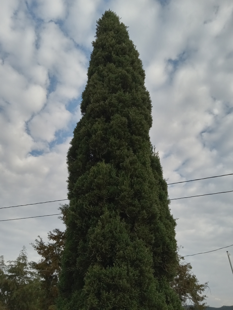 Mediterranean cypress from 7PFG+6F, 76875 Laguna de Servín, Qro ...