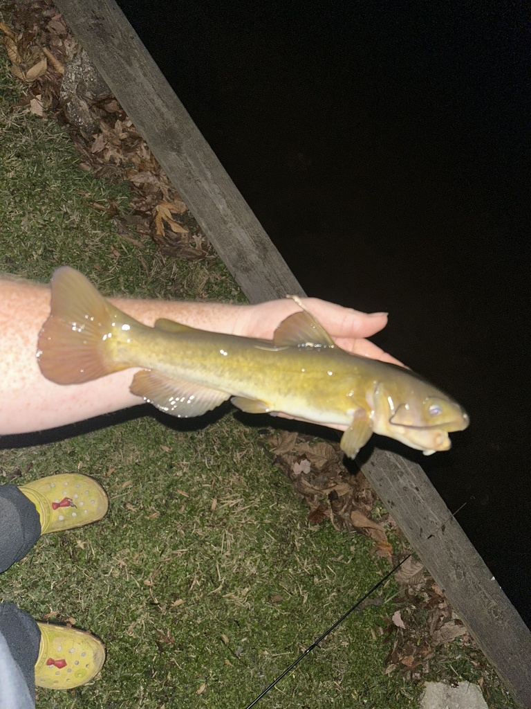 Flat Bullhead from Lake Wildwood, Macon, GA, US on December 7, 2024 at ...