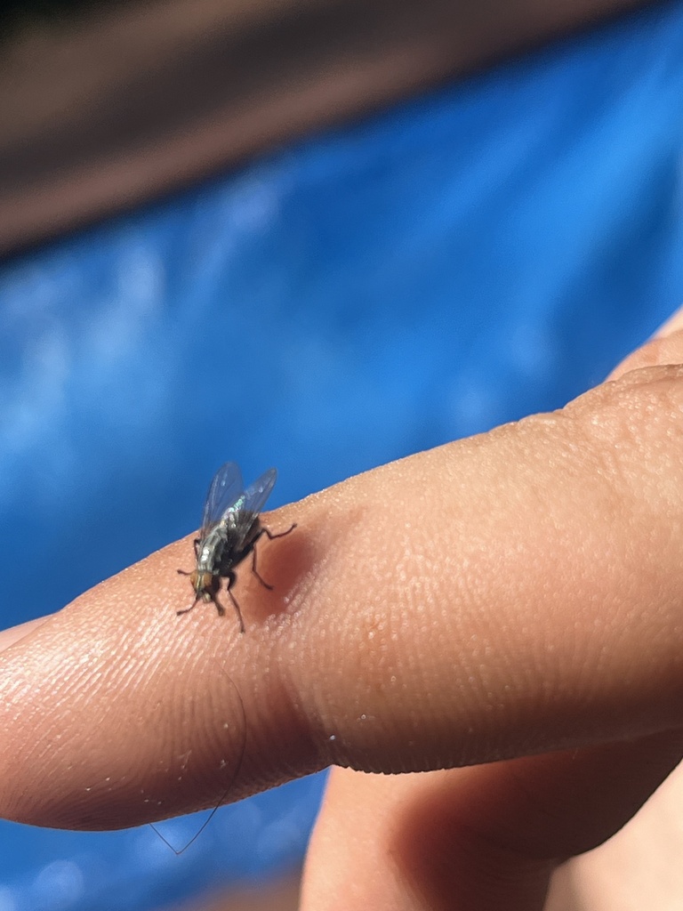Common House Fly from Chattahoochee-Oconee National Forests, Dalton, GA ...