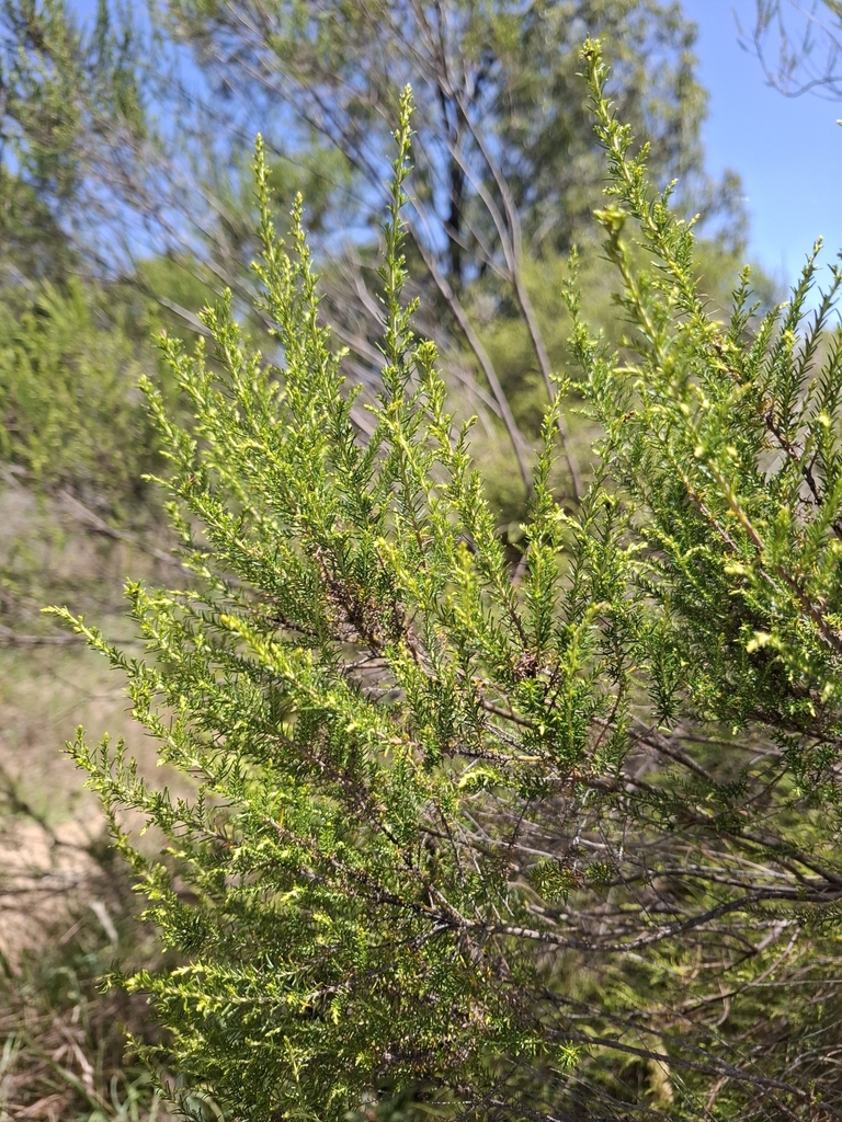 Sifton Bush from Bonview Wetland, Ruffey Lake Park Doncaster VIC ...