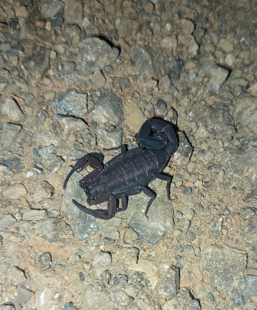 Thick-tailed scorpions from VVR2+QRP, Provincia de Puntarenas ...